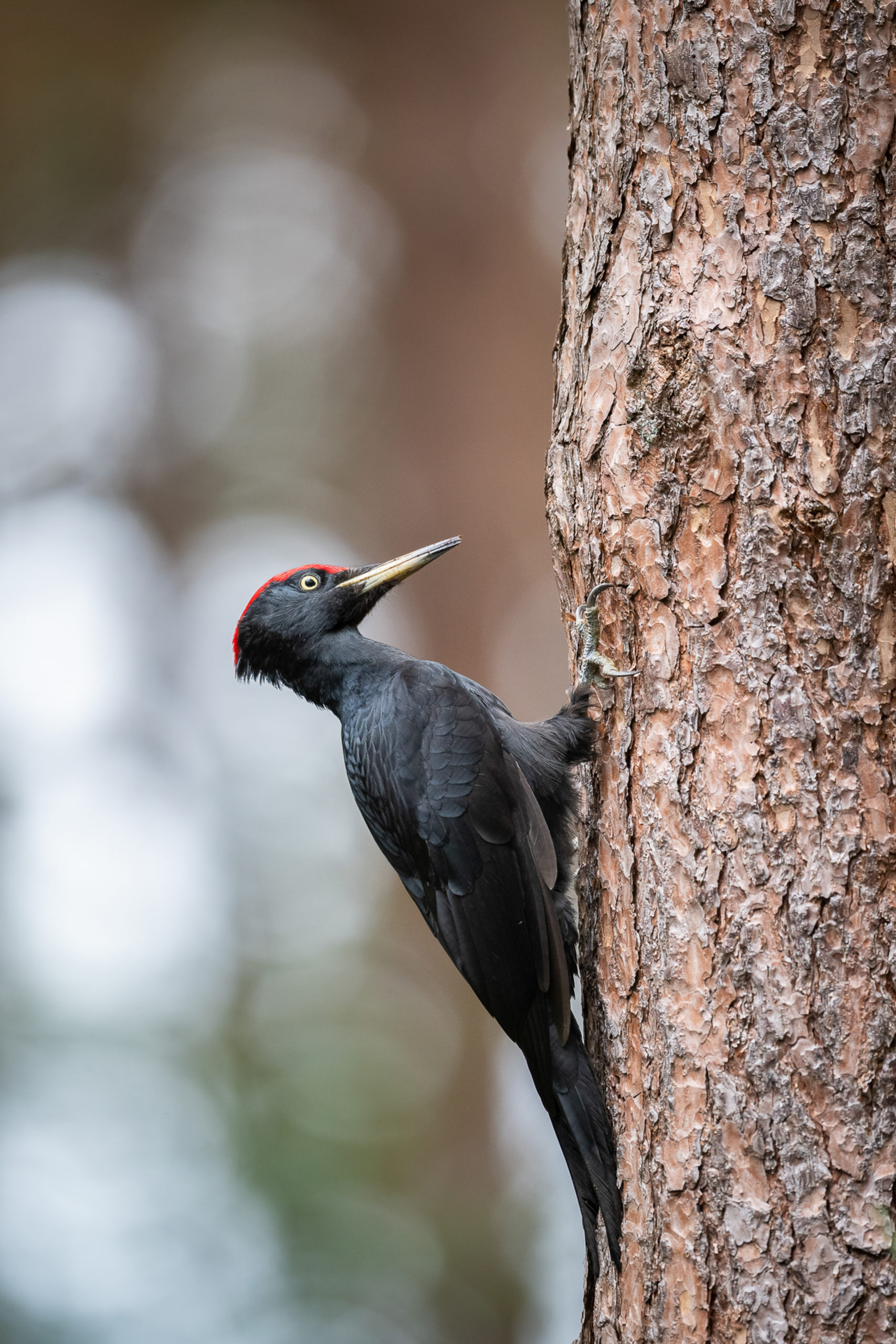 Opvallers van de Roots Foto van de Maand februari wedstrijd