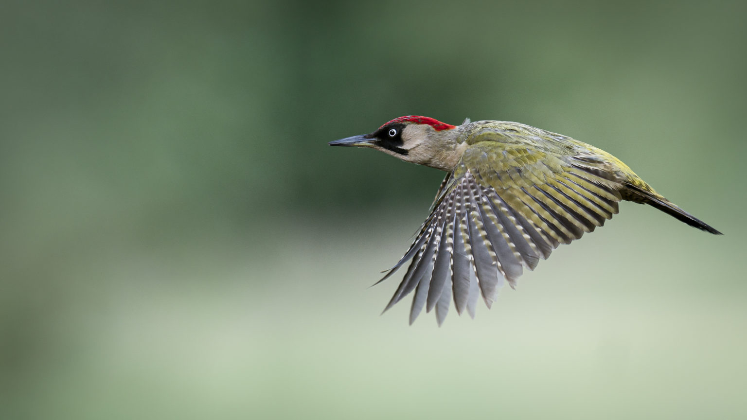 De 10 mooiste foto's van spechten + fototips - Roots magazine