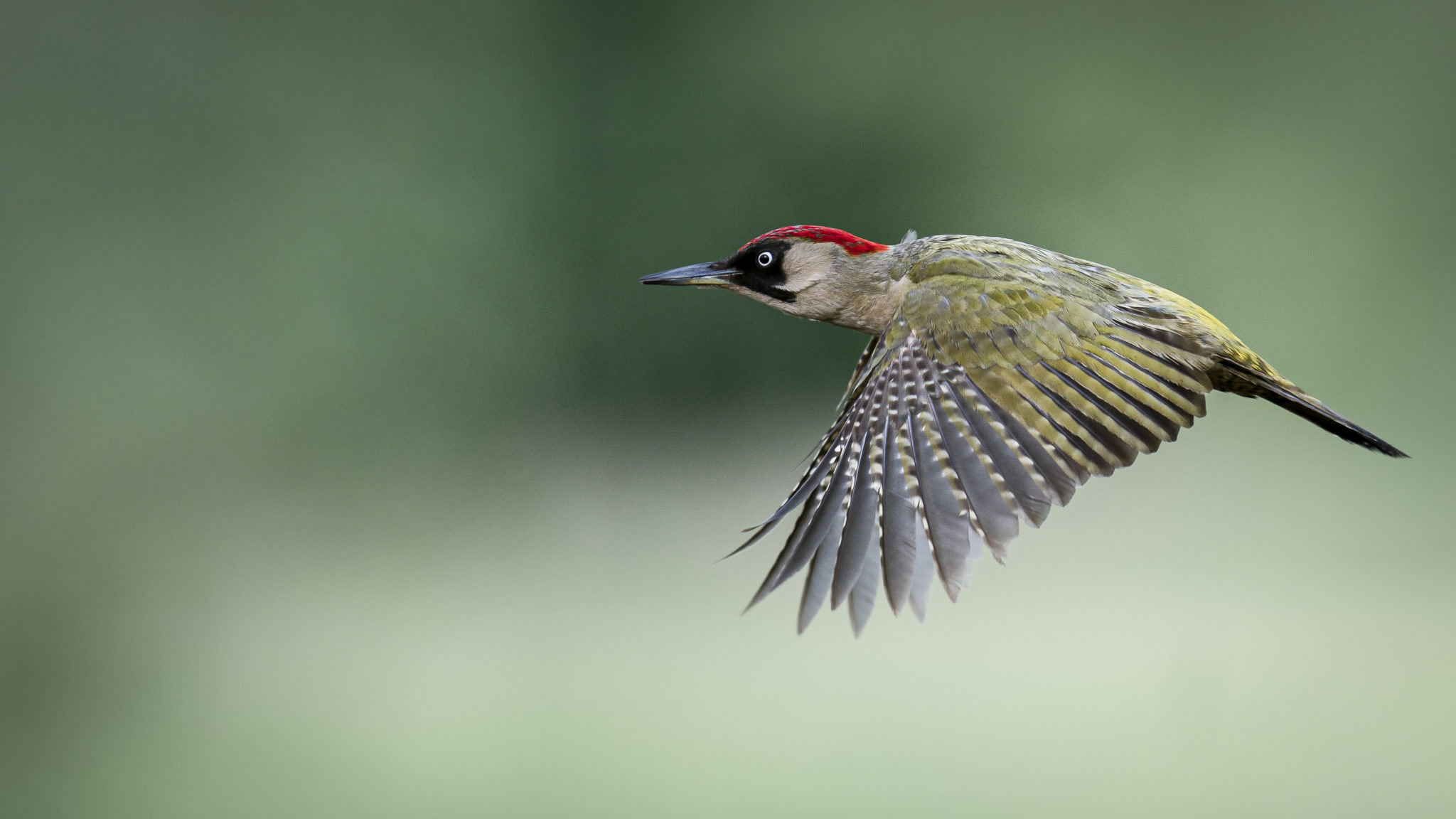 De 10 mooiste foto's van spechten + fototips - Roots magazine