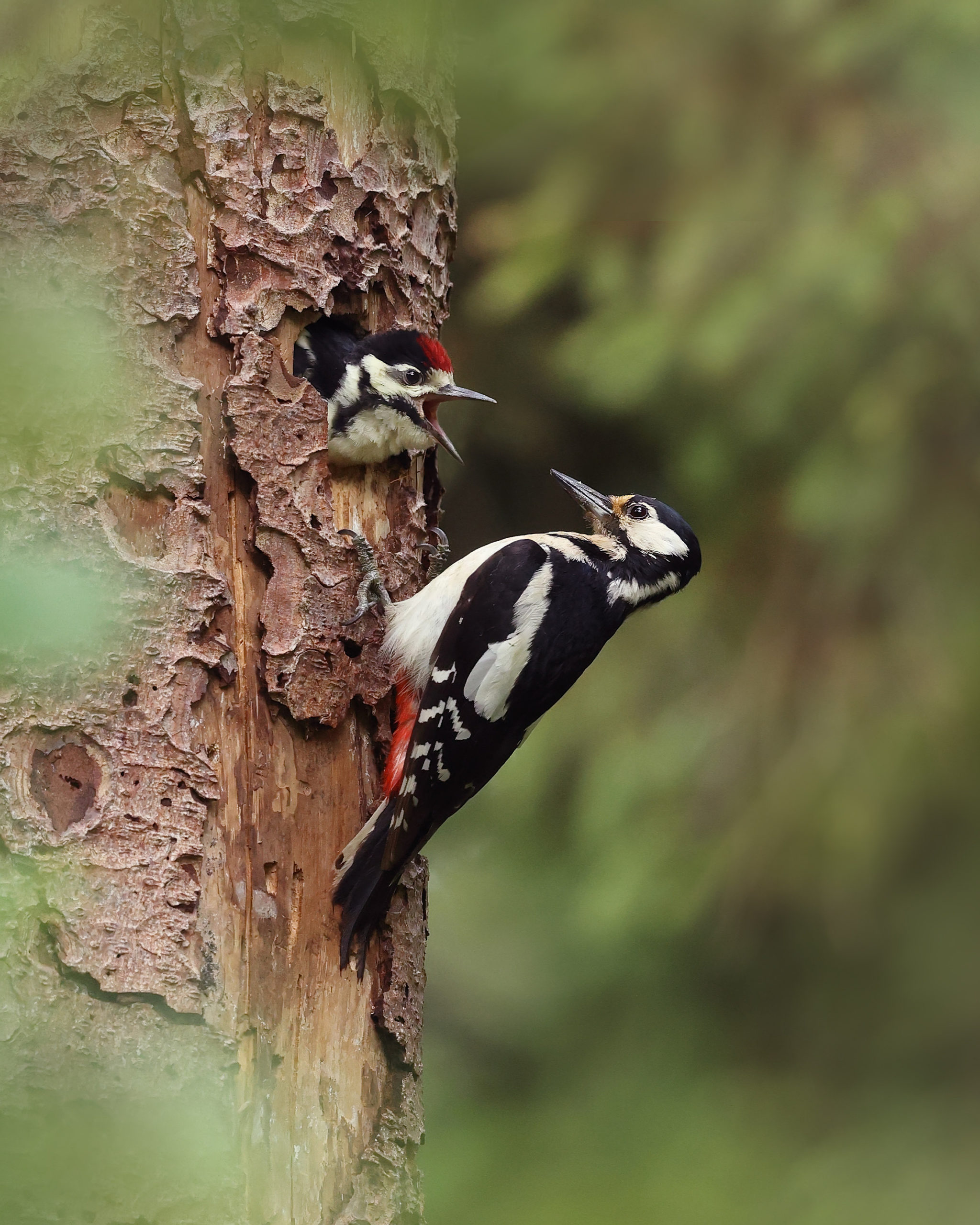 De 10 mooiste foto's van spechten + fototips - Roots magazine