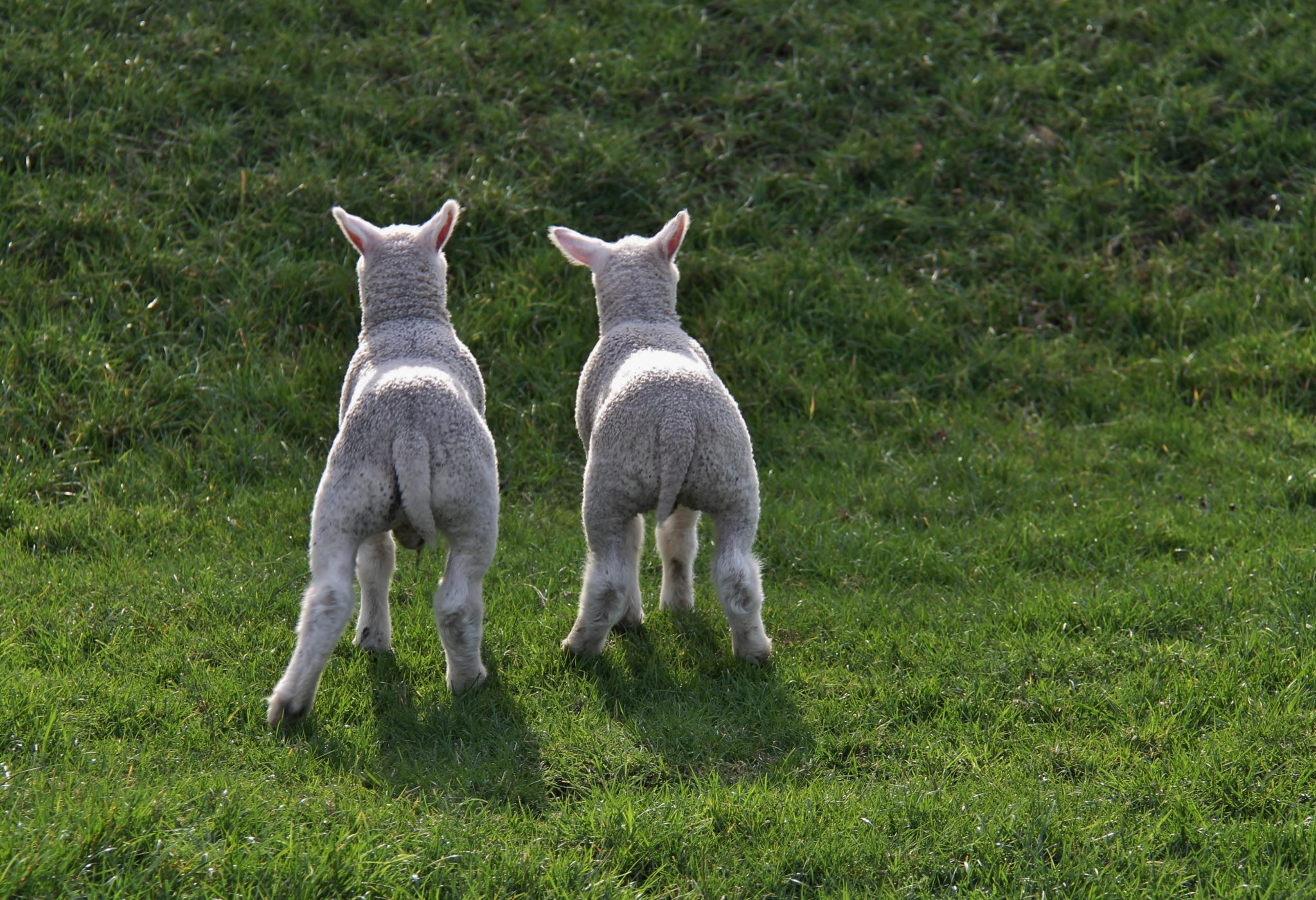 Genieten van jonge dieren - Roots magazine