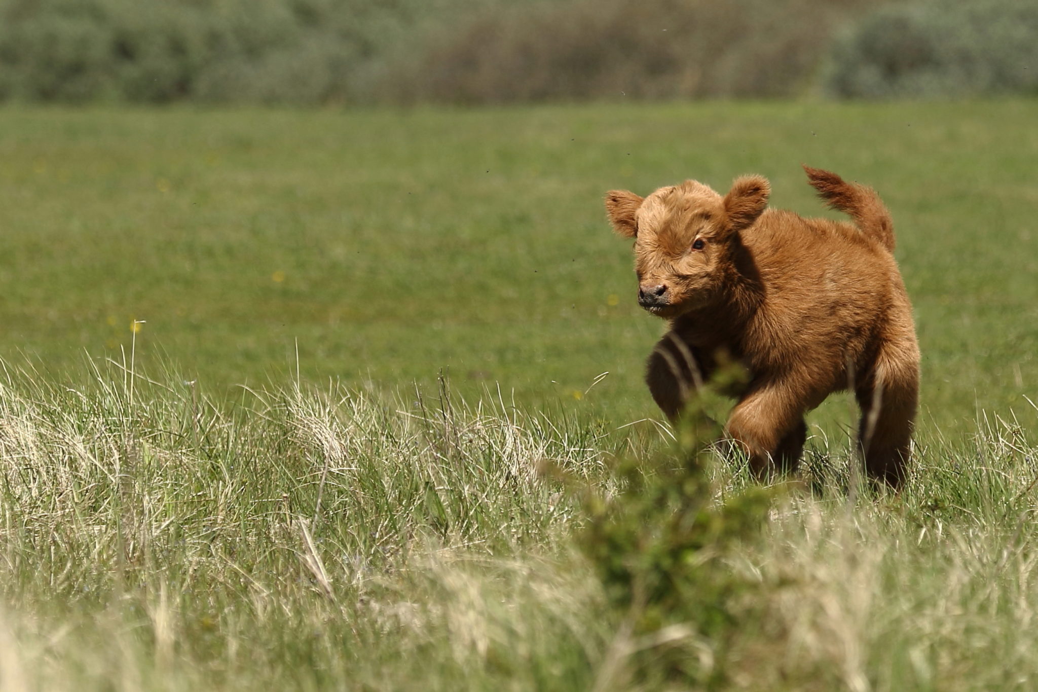 Genieten van jonge dieren - Roots magazine