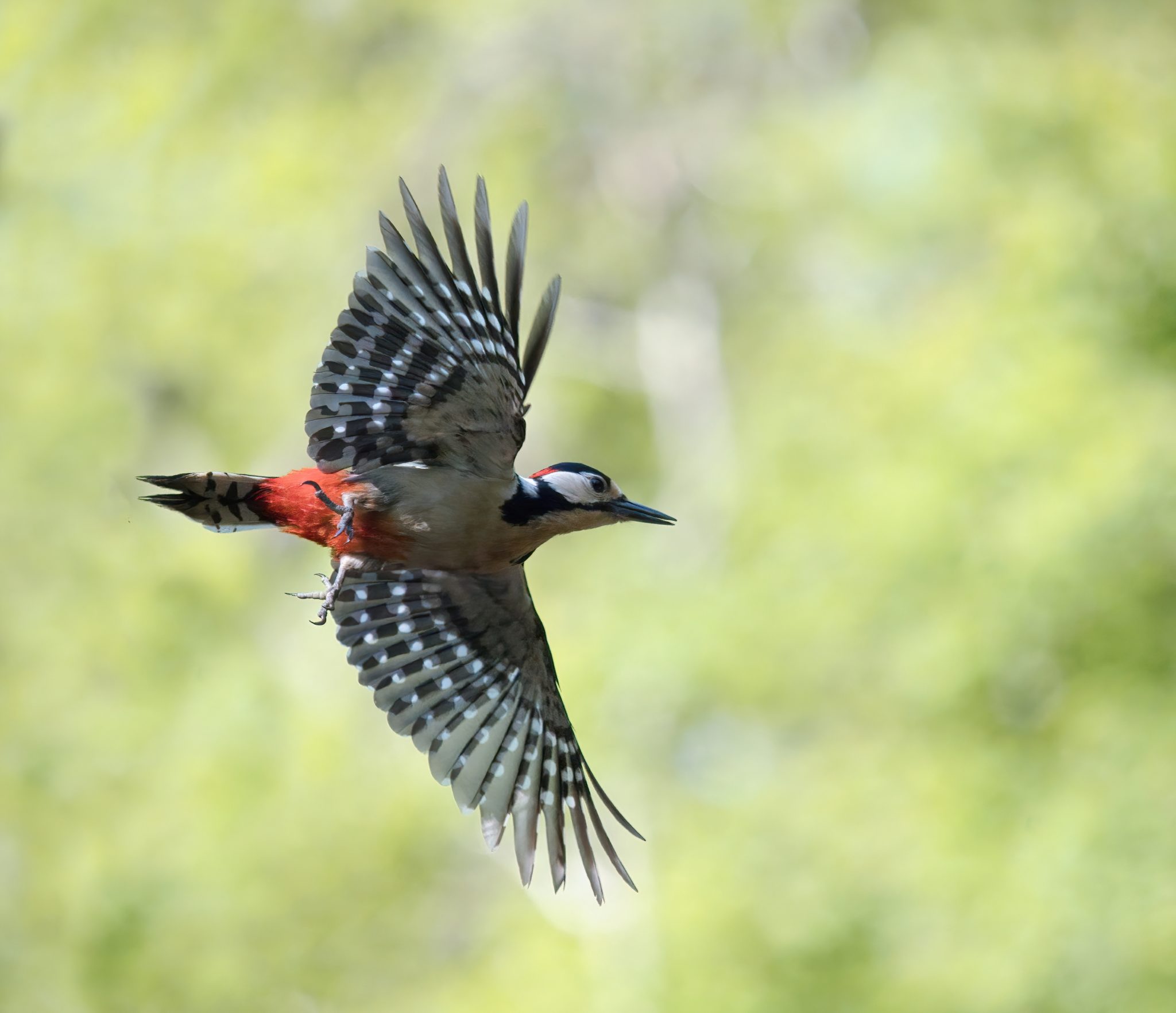 De 10 mooiste foto's van spechten + fototips - Roots magazine