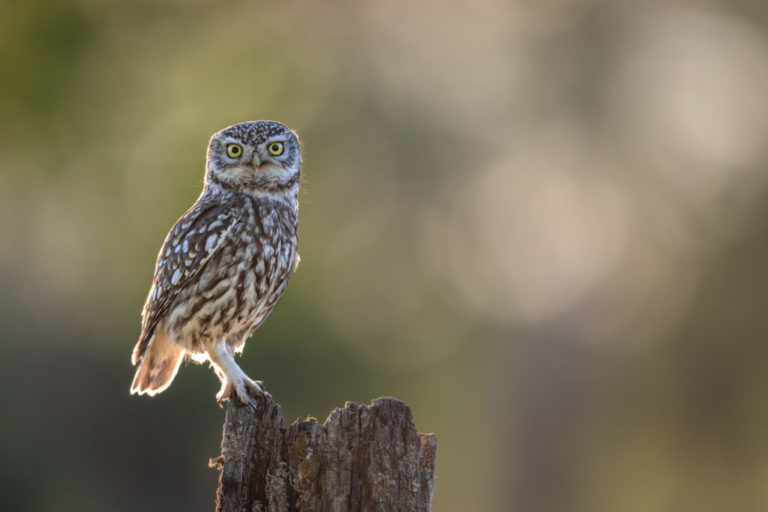 Nu te fotograferen: de steenuil - Roots magazine