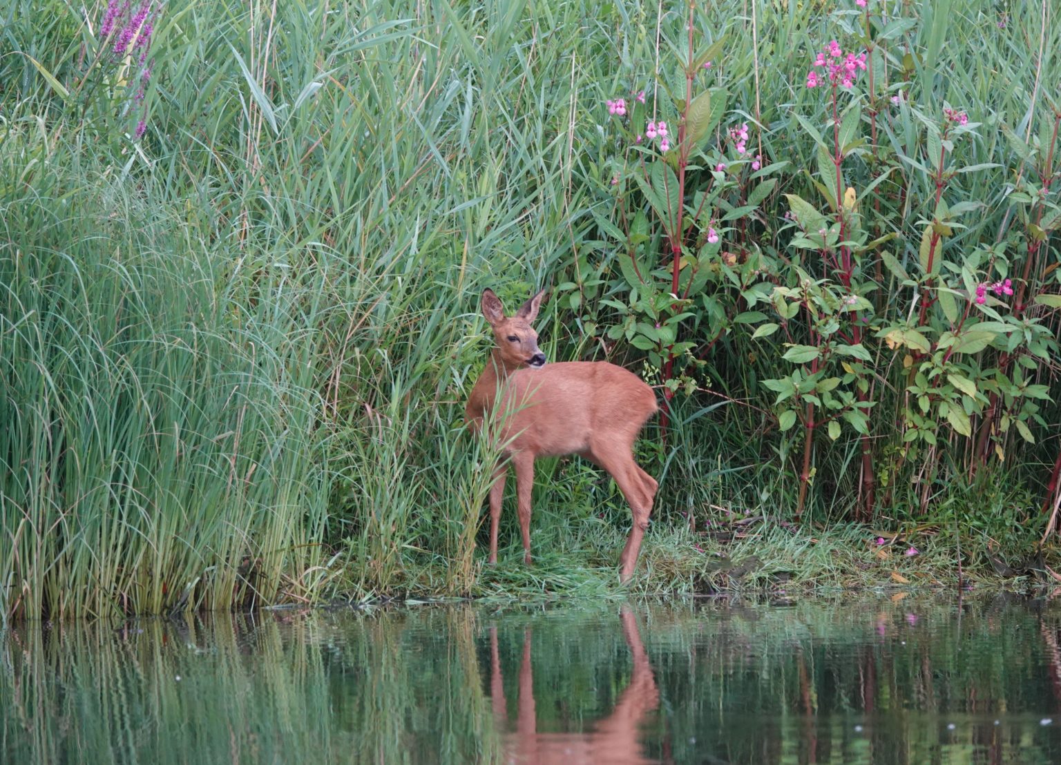 Een ree langs het water - Roots magazine