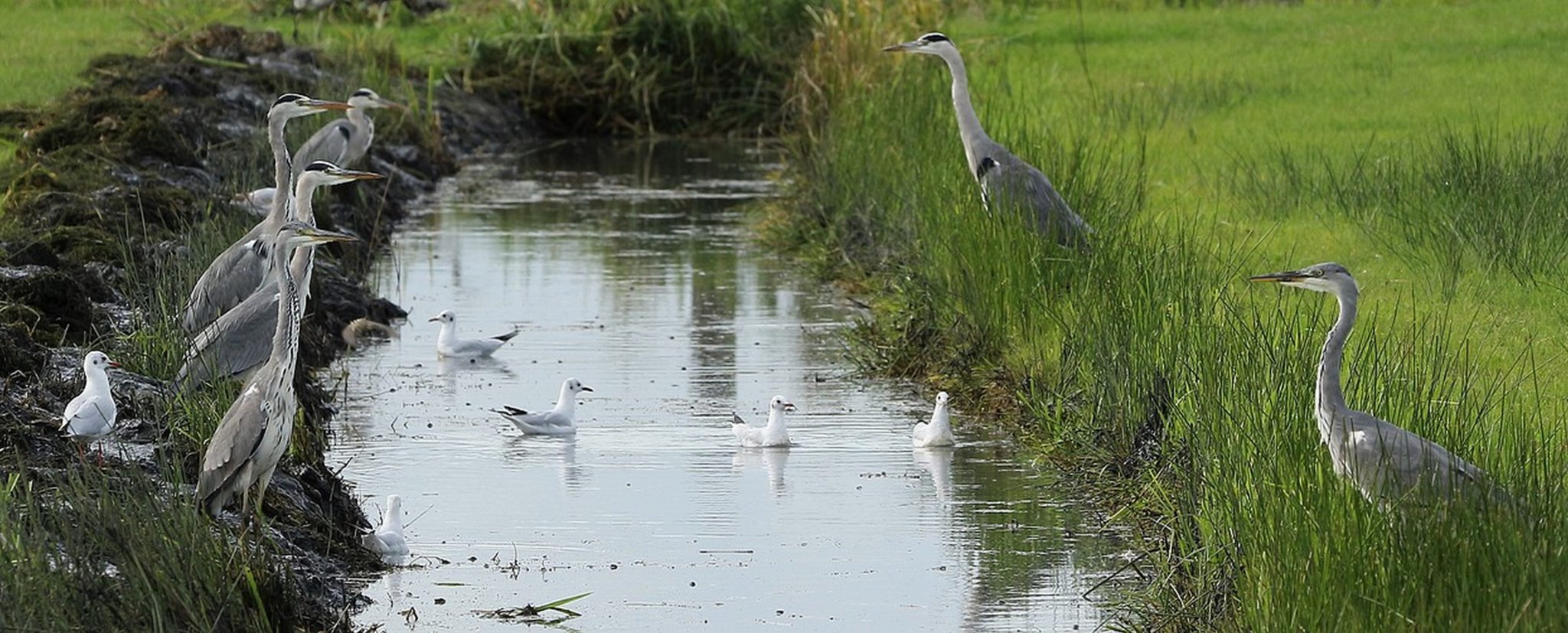 Reigers langs het water - Roots magazine