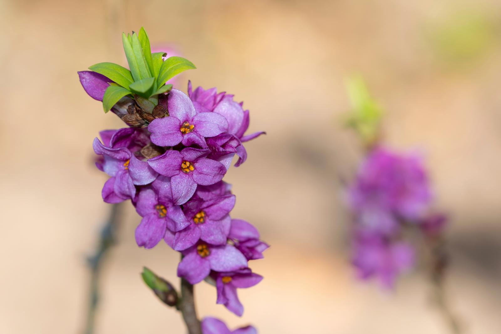 Reddingsplan voor Limburgse planten: operatie peperboompje
