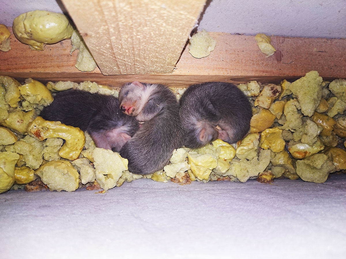 Steenmarter met nest: 3 musketiers in een Drentse tuin