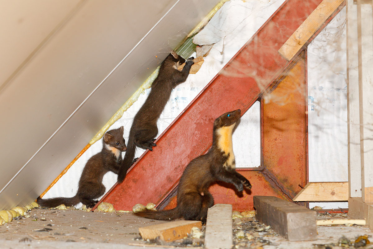 Boommarters spoken op zolder