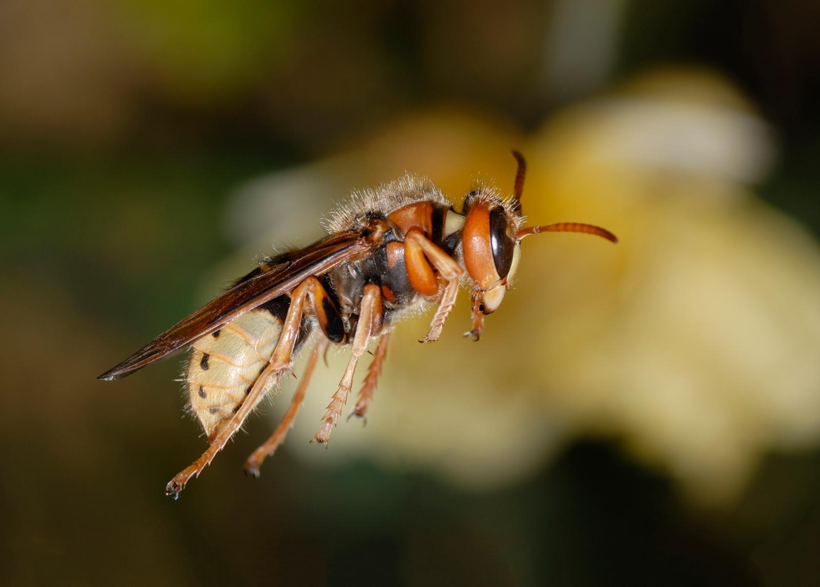 Op de bres voor de Europese hoornaar: van fobie naar fascinatie
