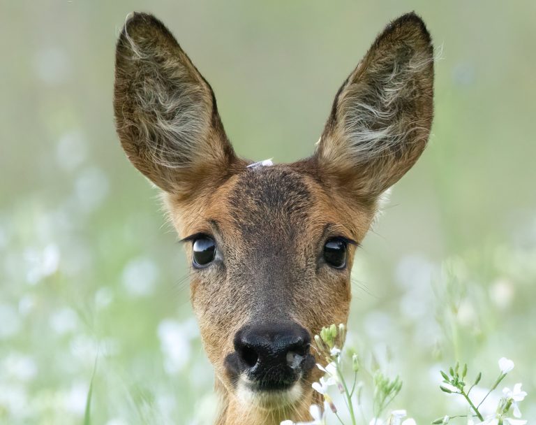 Fotografie - Roots magazine