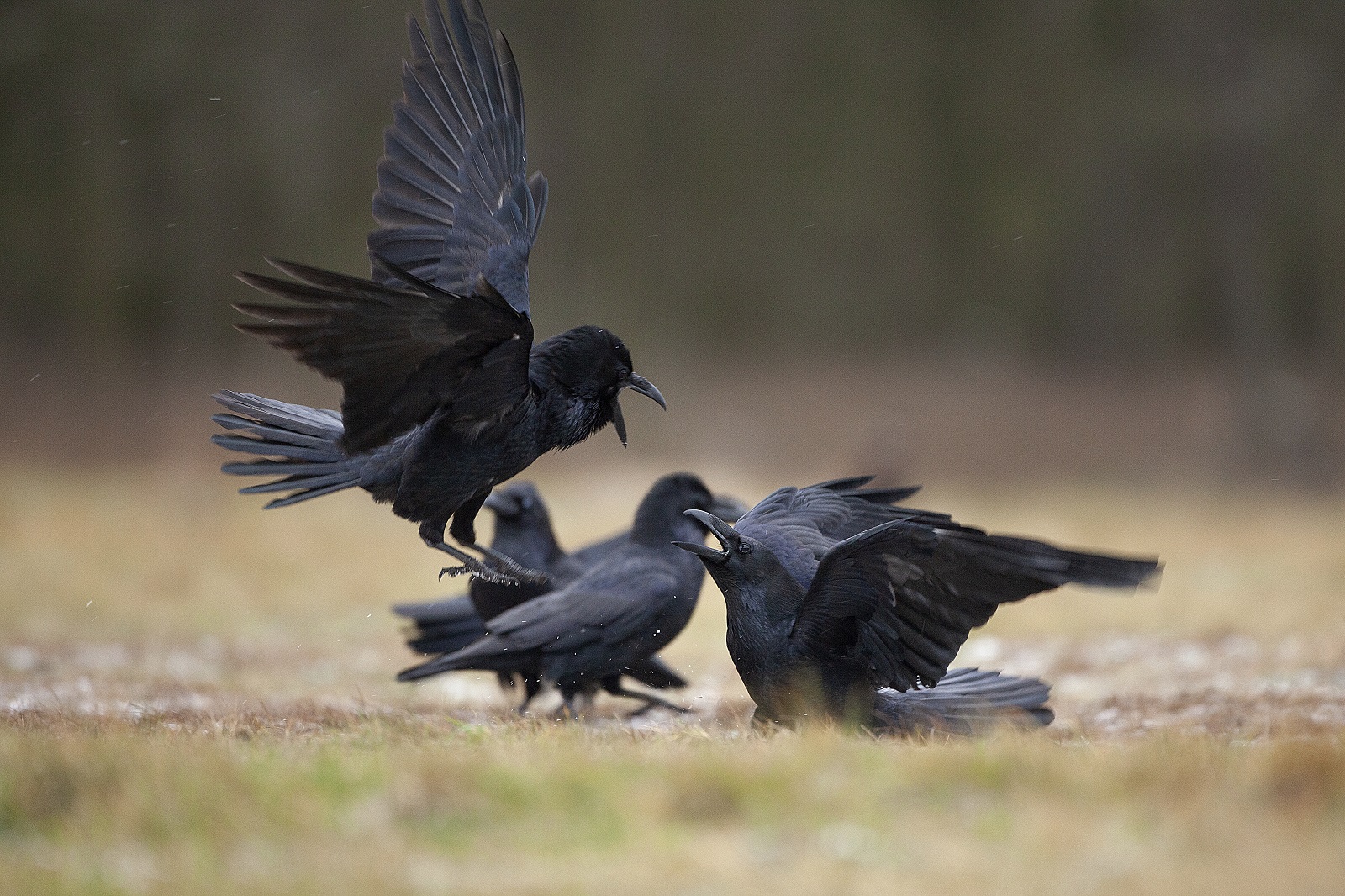 De raaf klinkt als het geluid van de wildernis