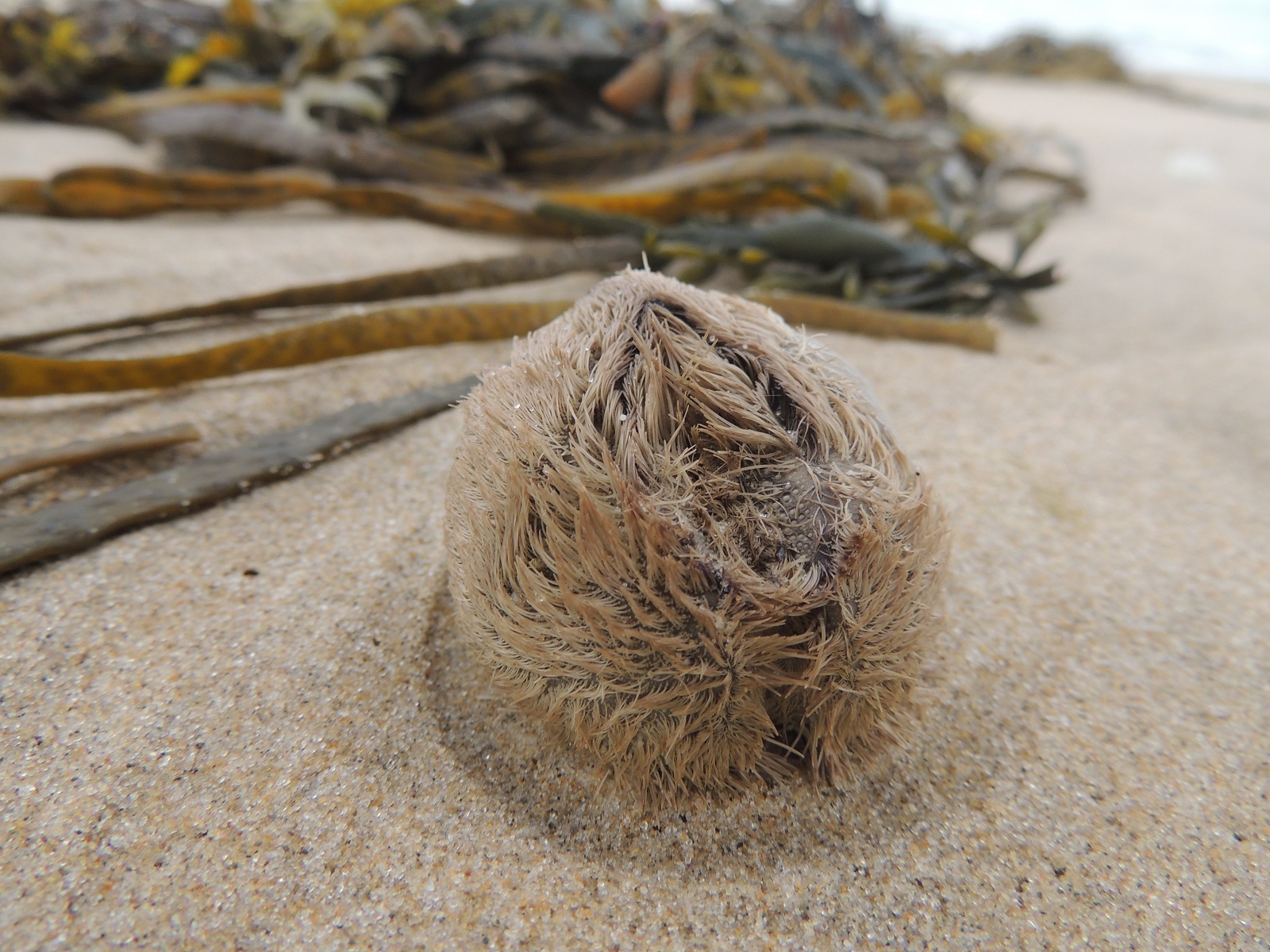 Wat een vraag: leven er zee-egels in onze wateren?