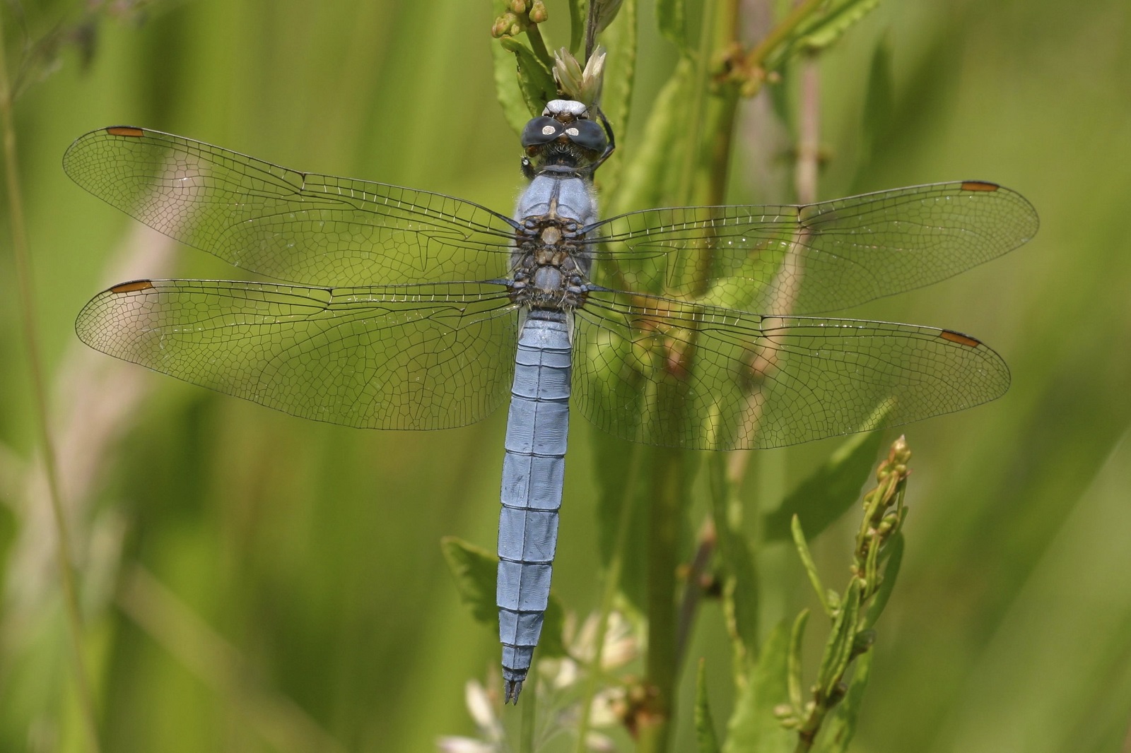 Vlinders en libellen: 25 Nederlandse topgebieden