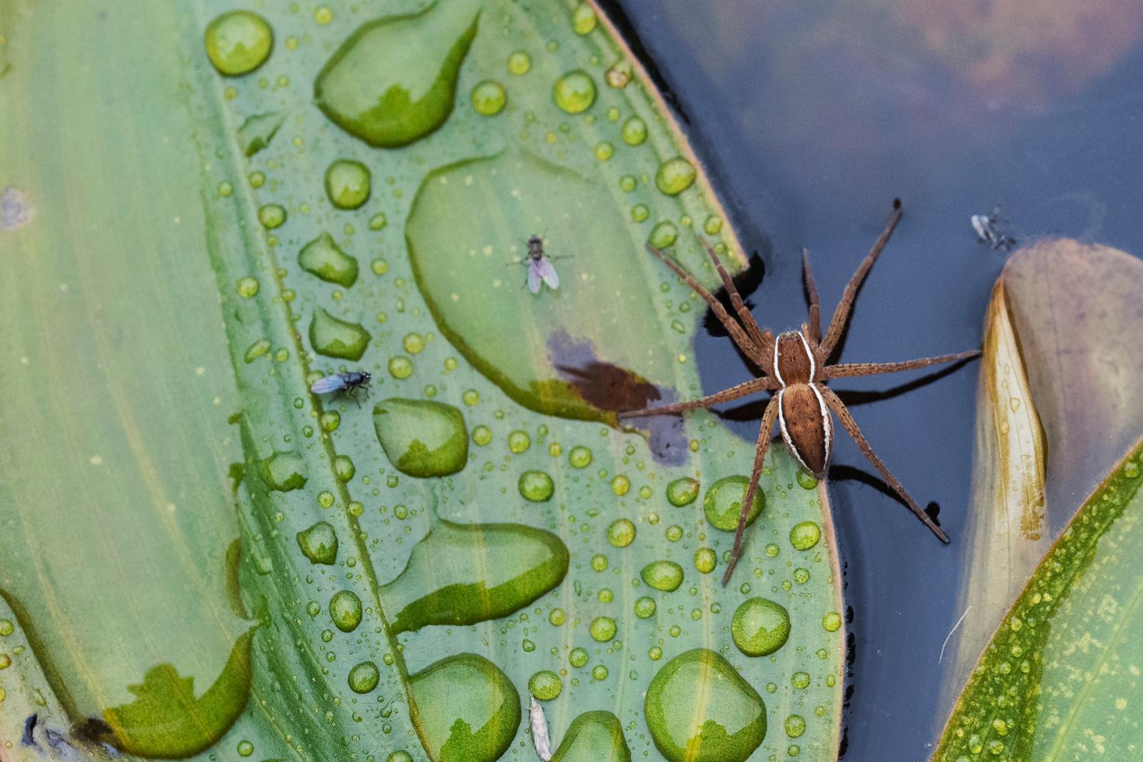 De grote gerande oeverspin: waakzame watertijger