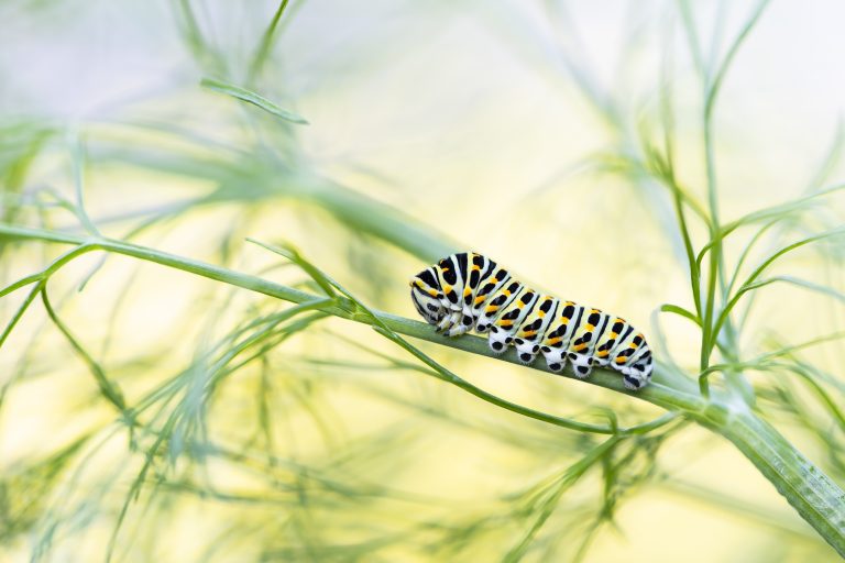 Deze foto's vielen op bij de Roots Foto van de Maand augustus wedstrijd