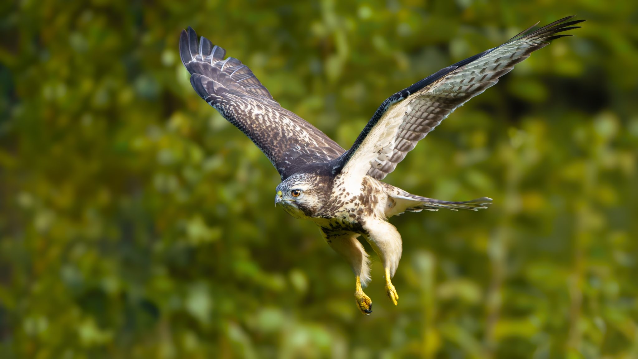 Buizerd in volle vlucht - Roots magazine
