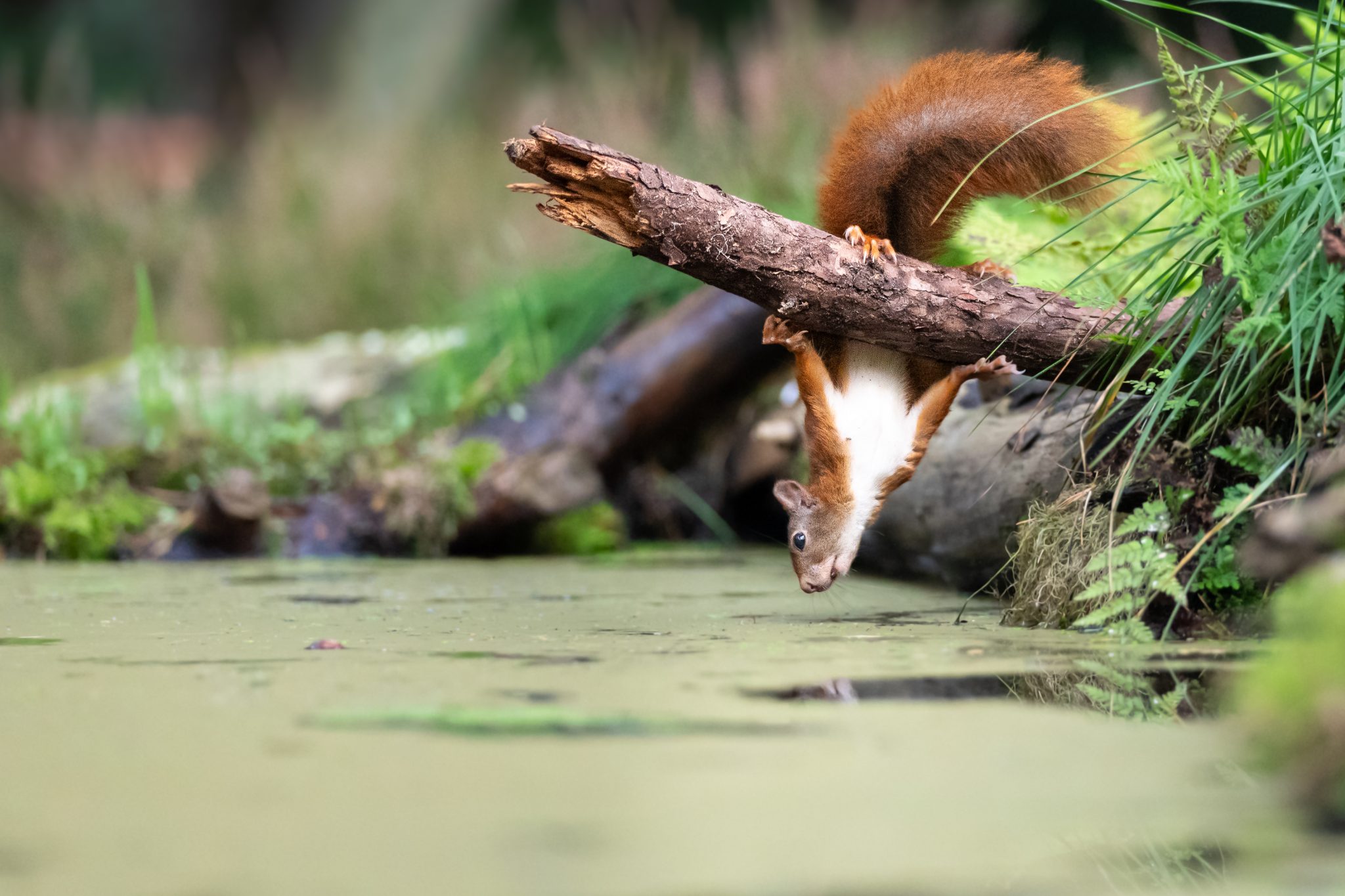 Pluimstaarten: de 10 mooiste foto's van eekhoorns - Roots magazine