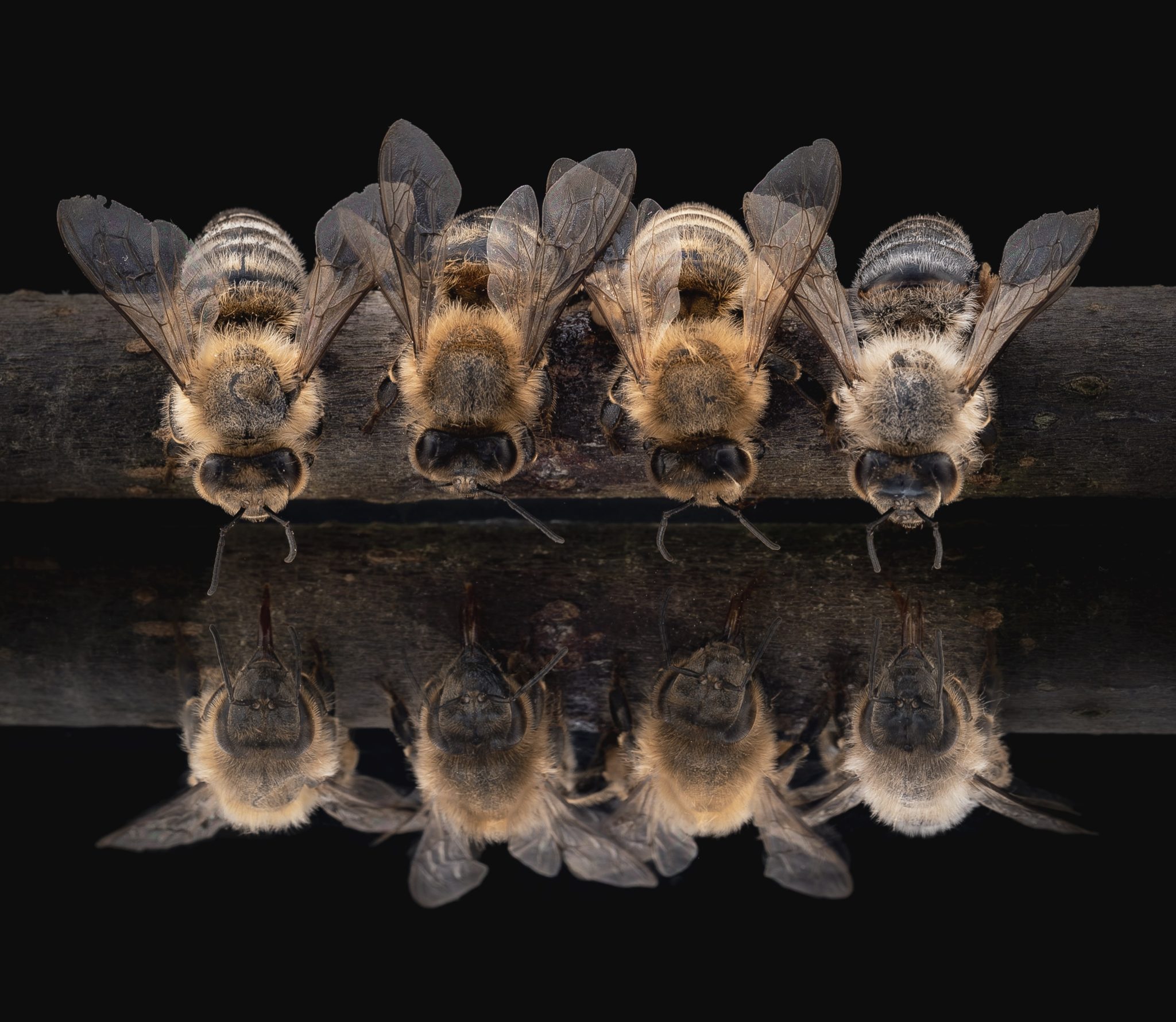 Opvallende foto's met natuur als kunst -rootsmagazine.nl