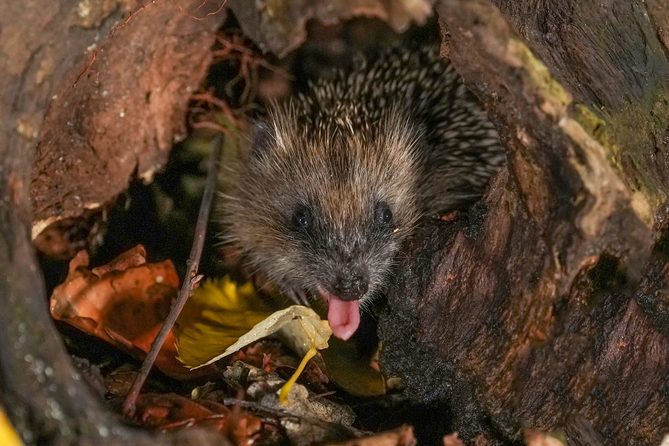 Zo help je de egel de winter door
