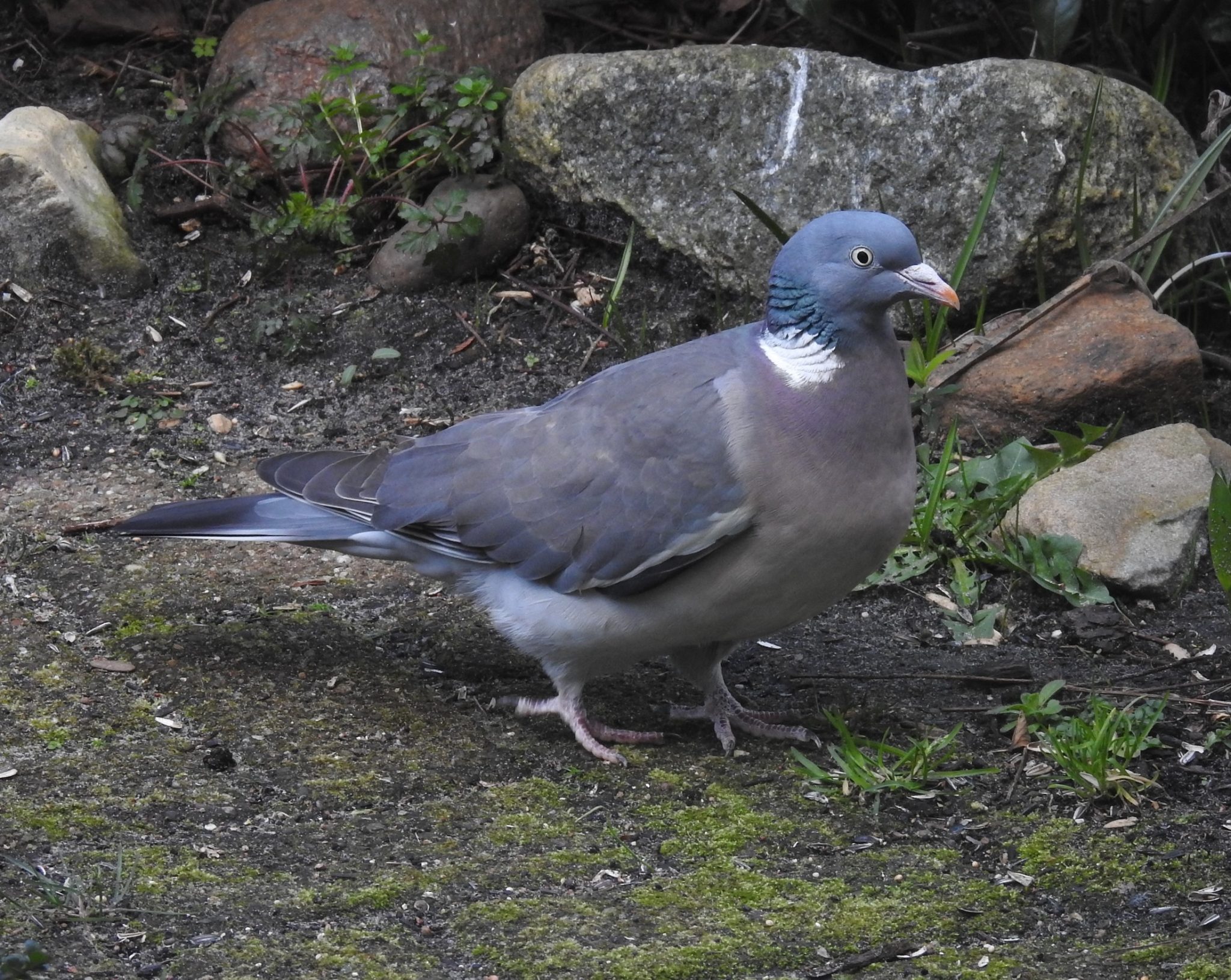 Wist je dat de houtduif ook een trekvogel is?