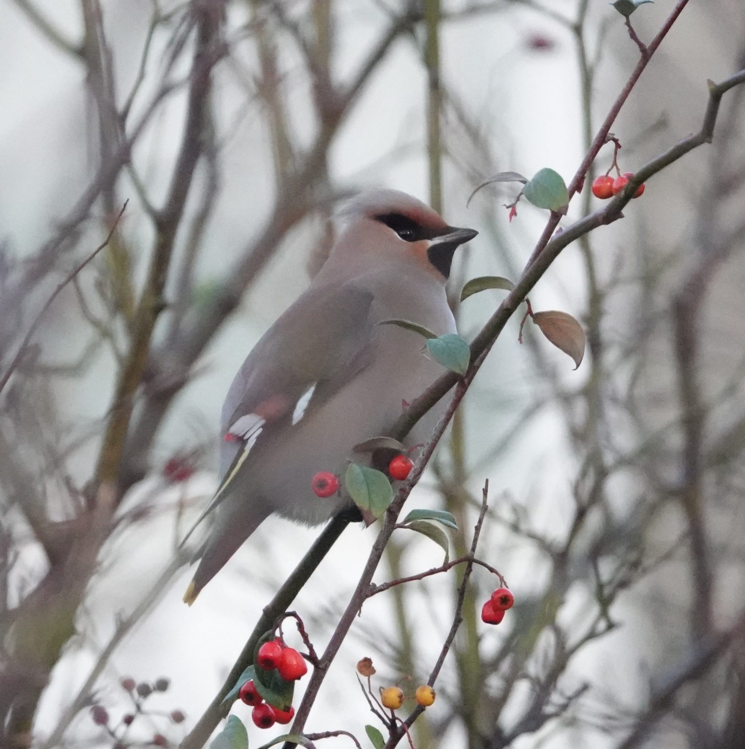 Nu te zien: pestvogel
