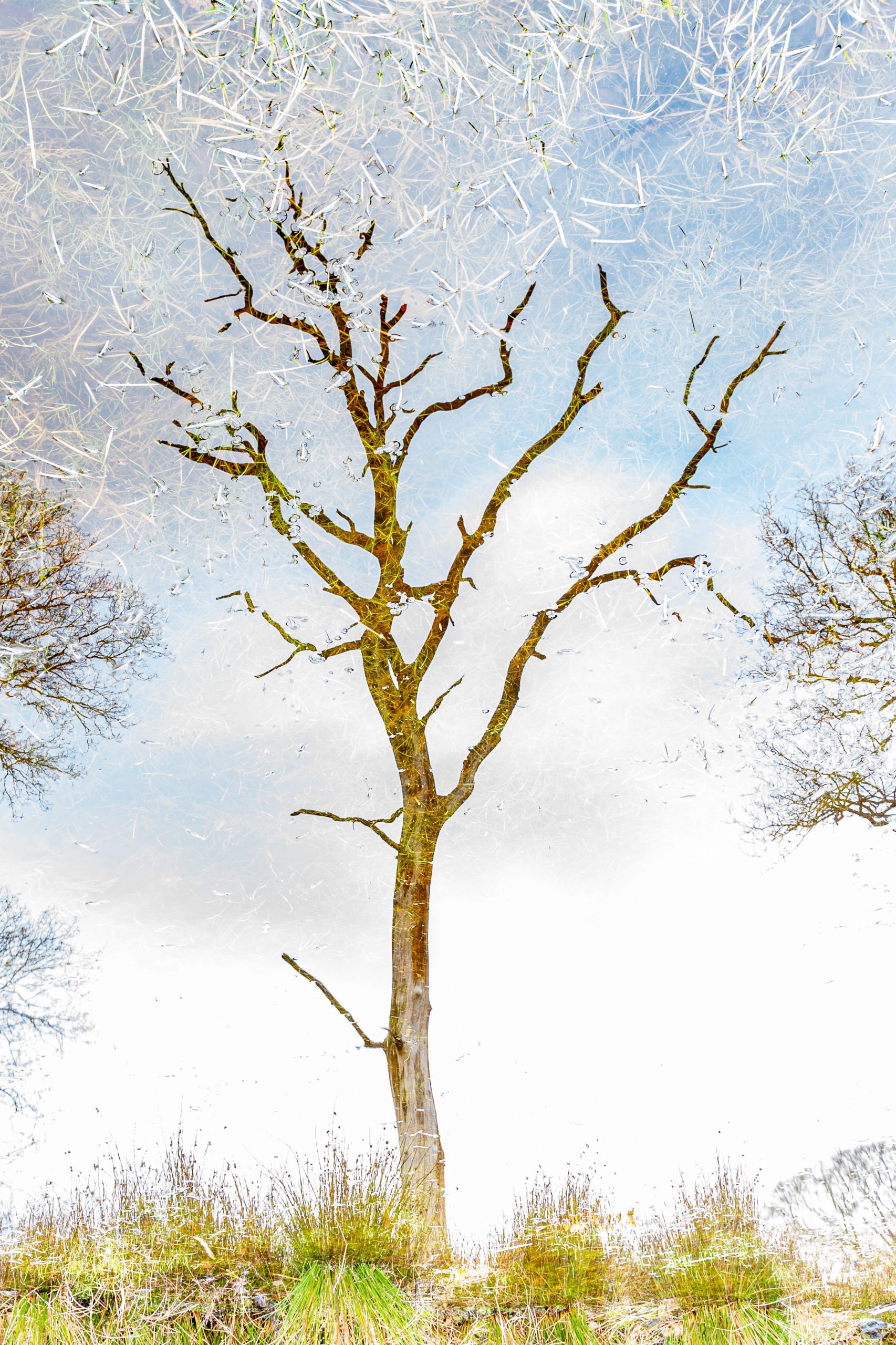 Het verhaal achter de foto: reflectie van een boom - Roots magazine