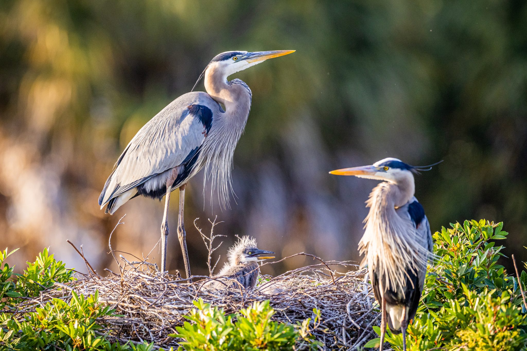 5 verrassende feiten over de blauwe reiger - rootsmagazine.nl