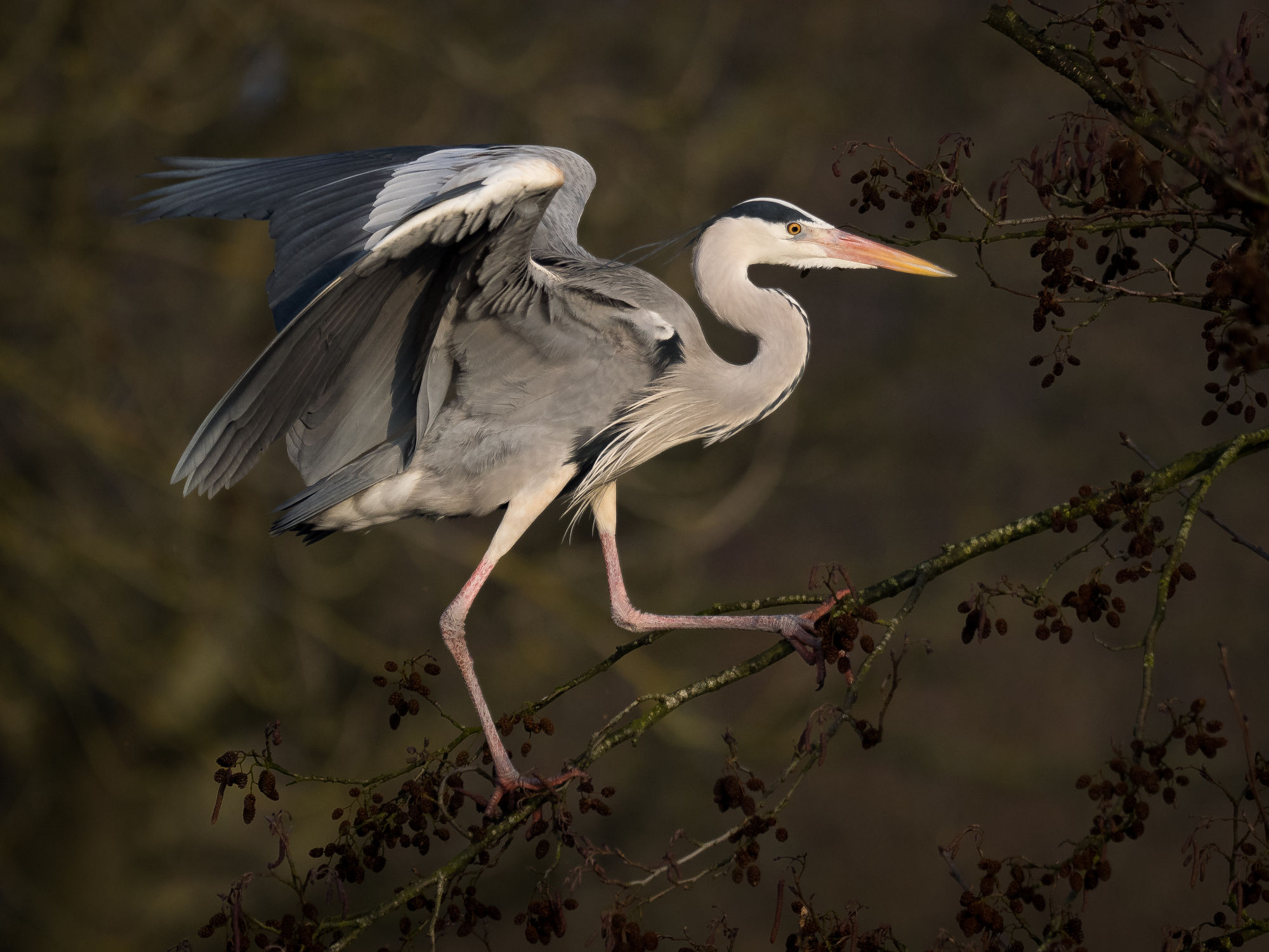 5 verrassende feiten over de blauwe reiger - rootsmagazine.nl