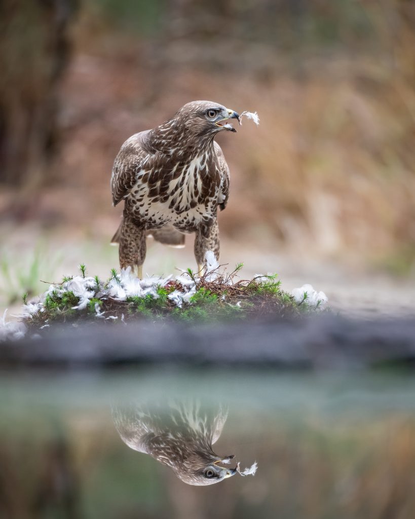 Opvallende foto's van roofvogels - rootsmagazine.nl