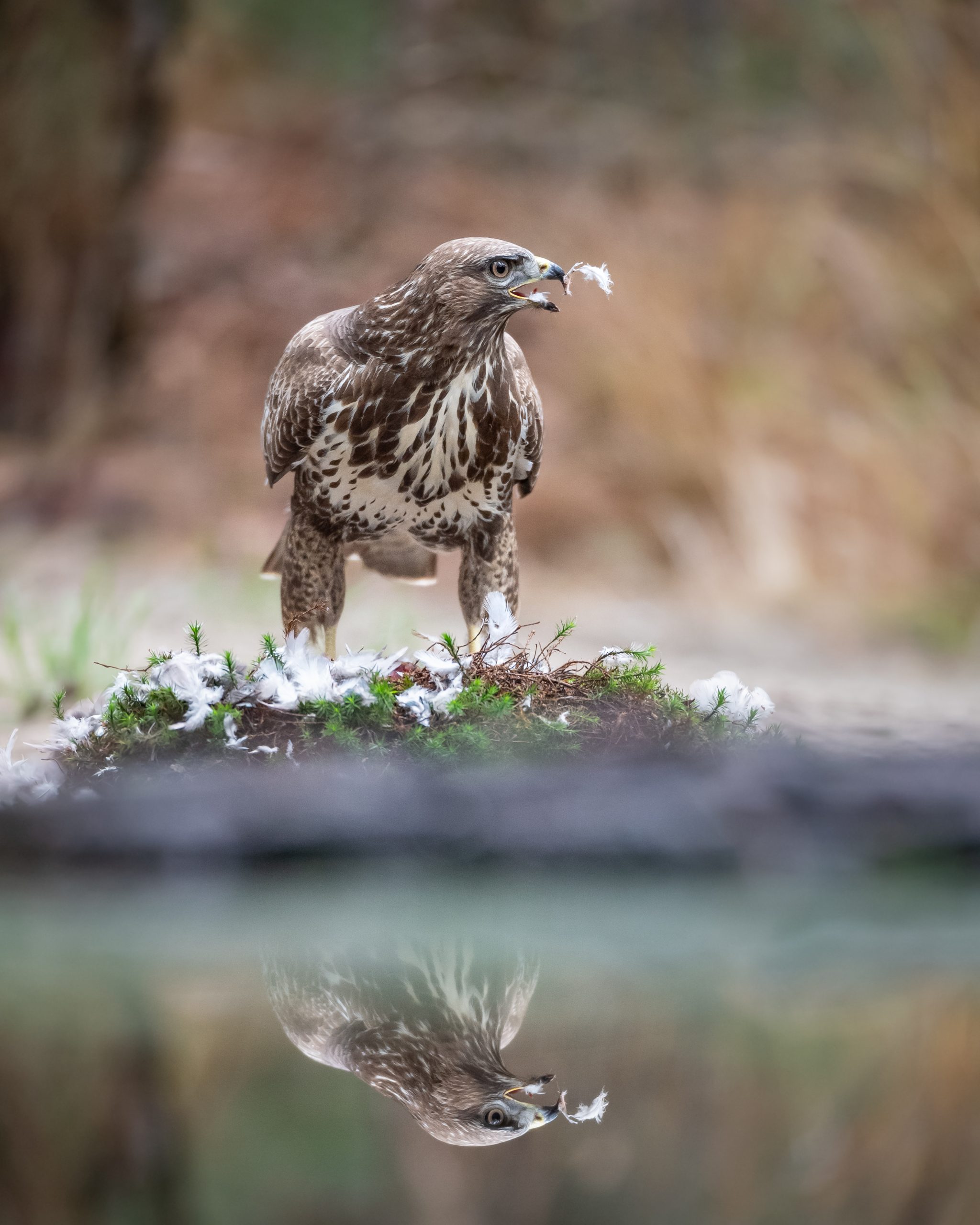 Opvallende foto's van roofvogels - rootsmagazine.nl