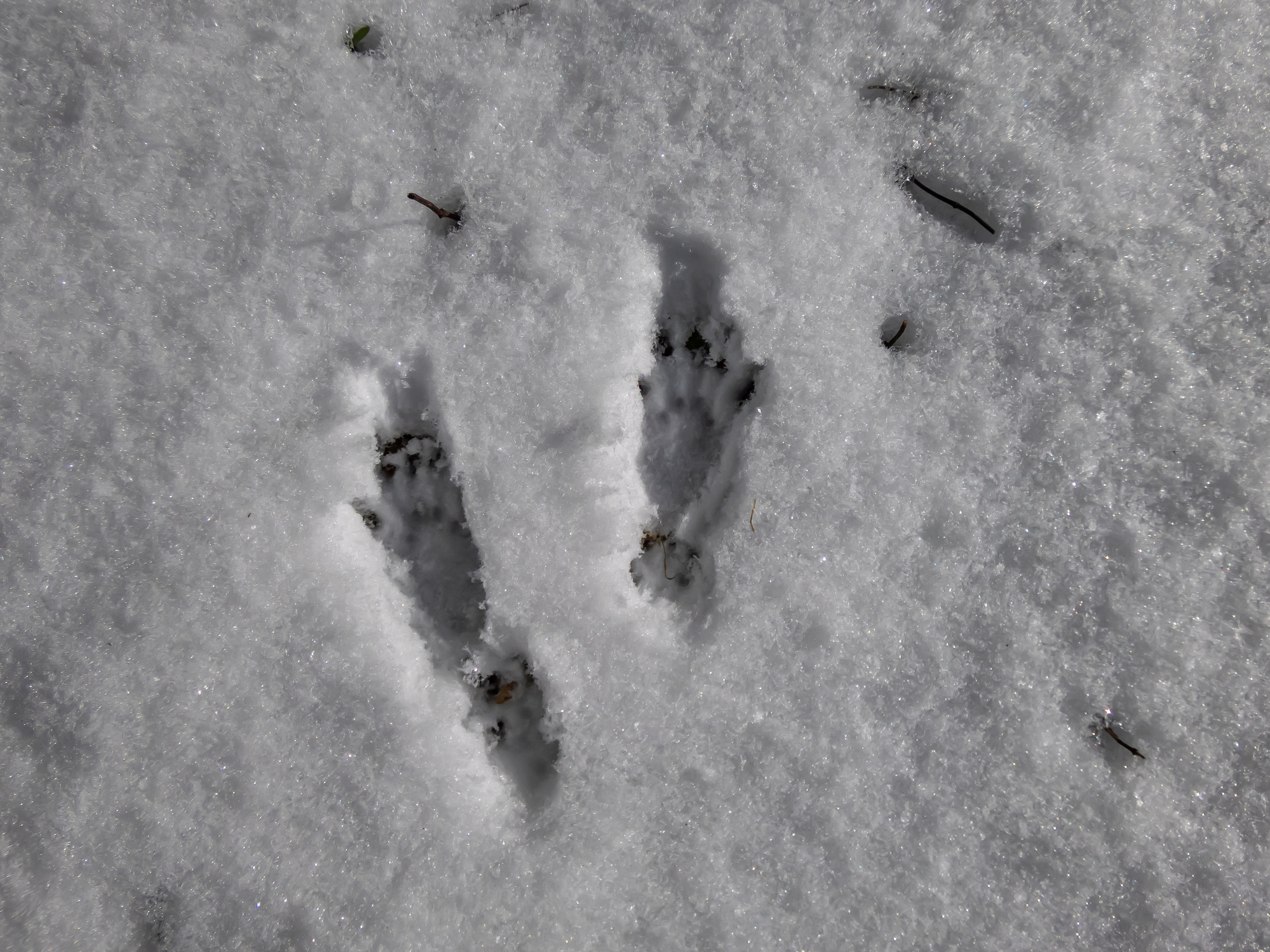 In de ban van dierensporen herkennen