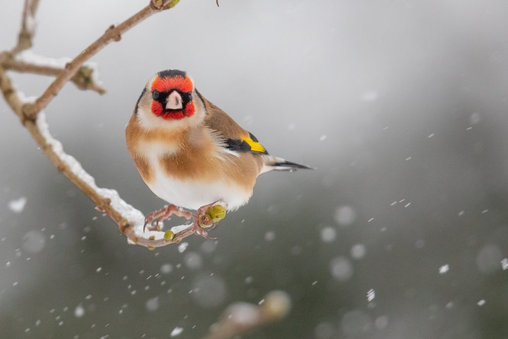 Tuinvogels: de 10 mooiste foto's