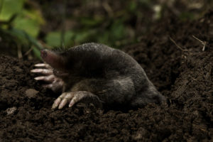 De mol verlamt zijn prooien en meer: 13 weetjes over de mol