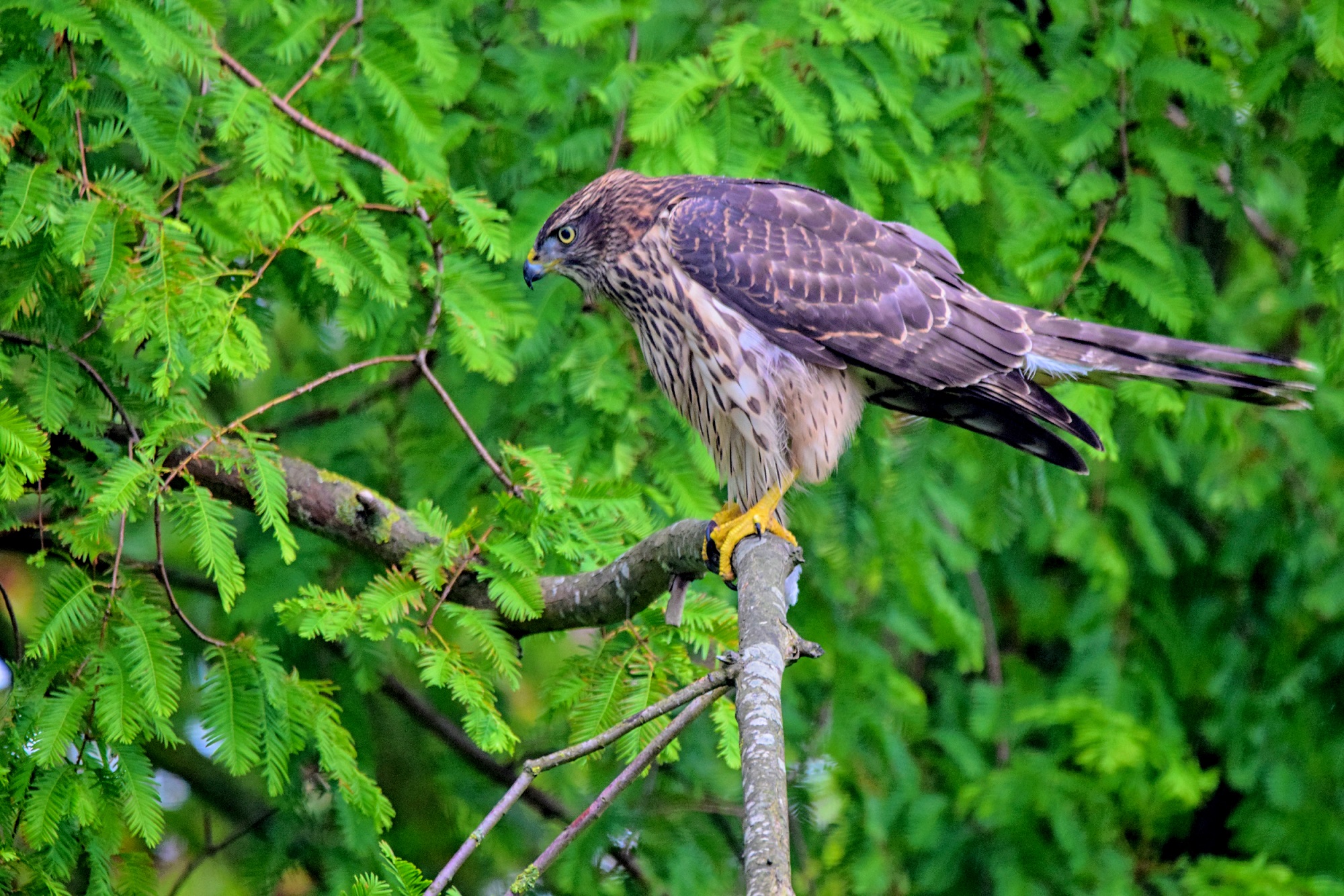 Geluid havik: lekker gekekker in het bos