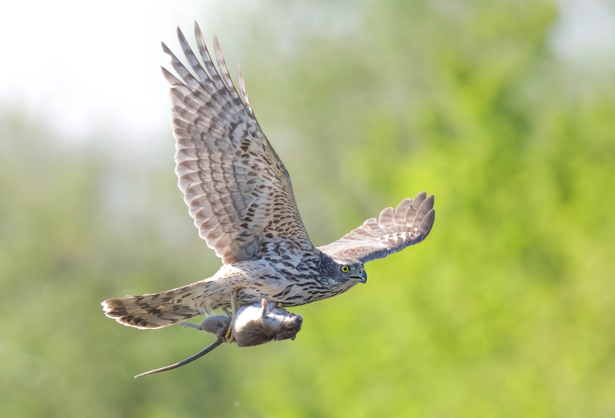 Nu te zien en te horen: de havik