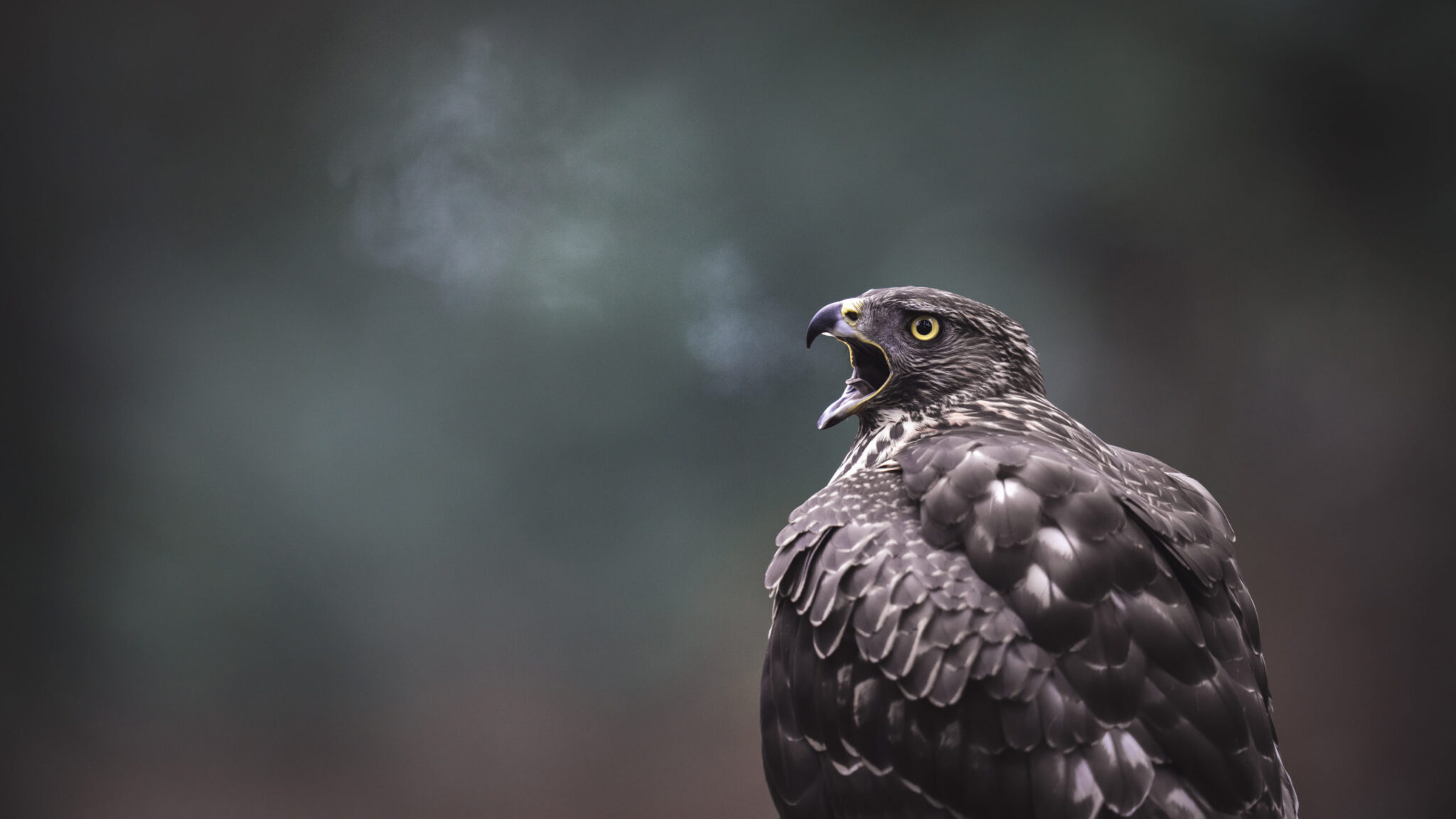 Nu te zien en te horen: de havik