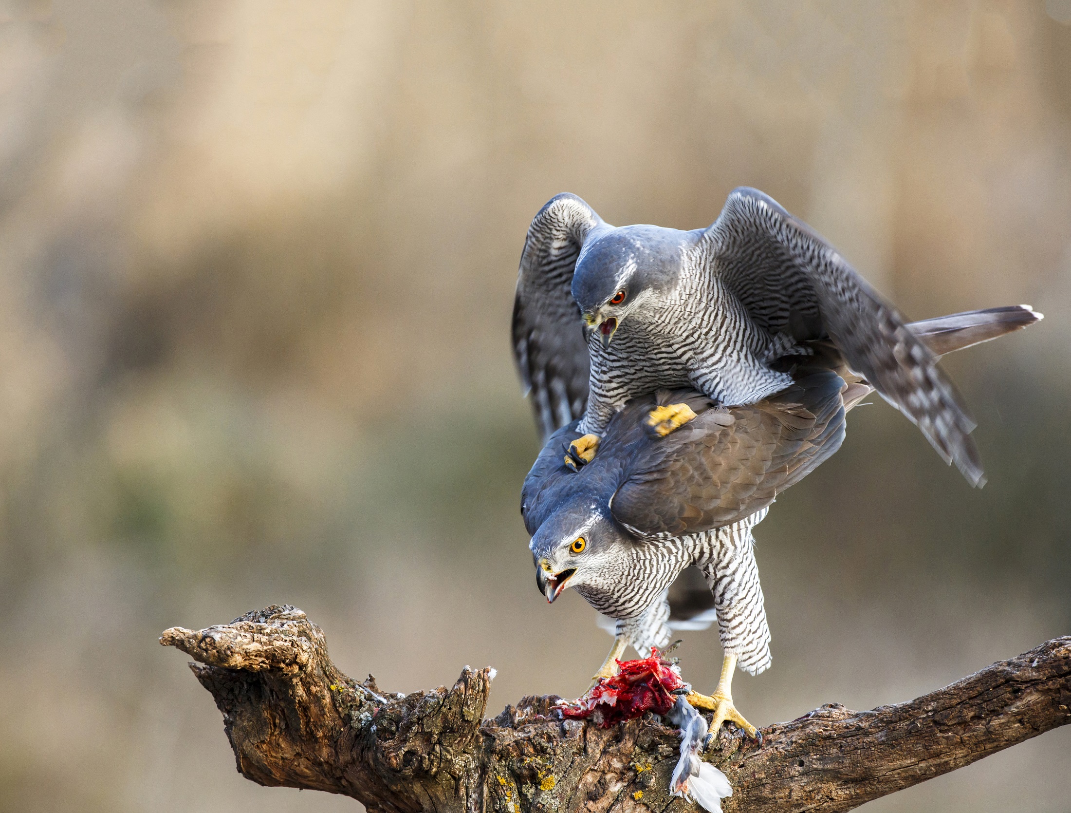 Nu te zien en te horen: de havik