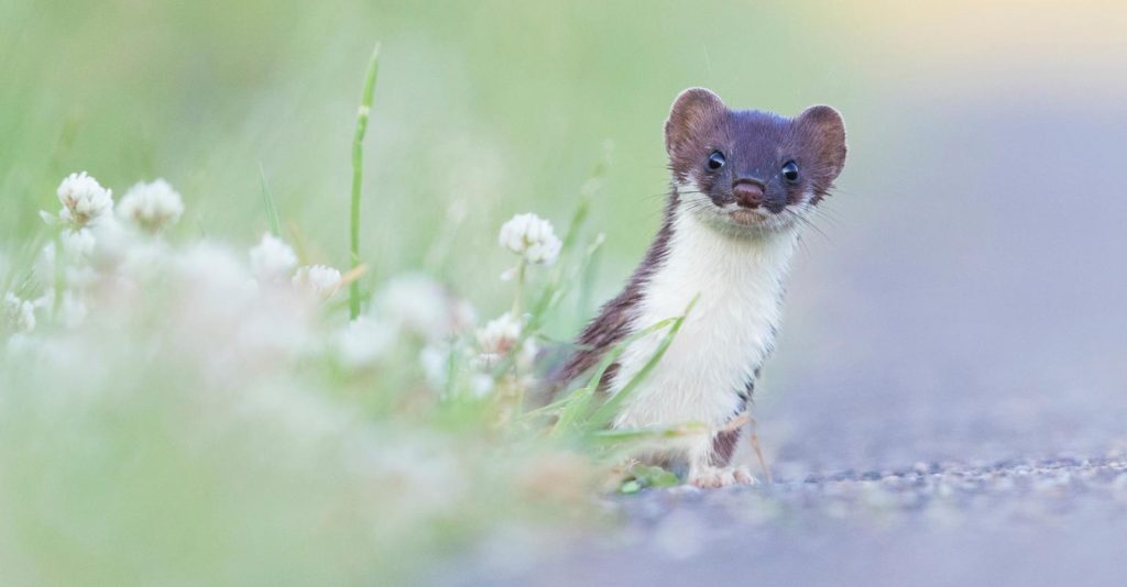 Magazine - Roots magazine