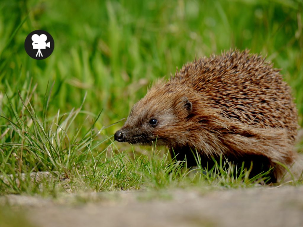 Natuurshot van de Week: mieren 'helpen' een egel