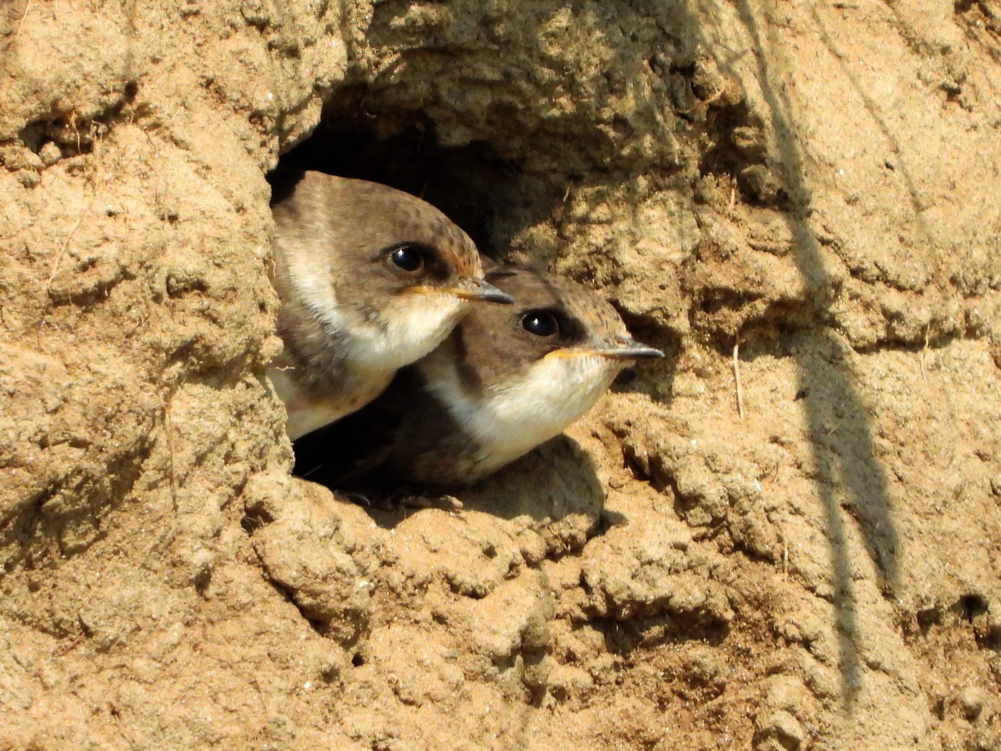 Zwaluwen in Nederland: de soorten zwaluwen op een rijtje