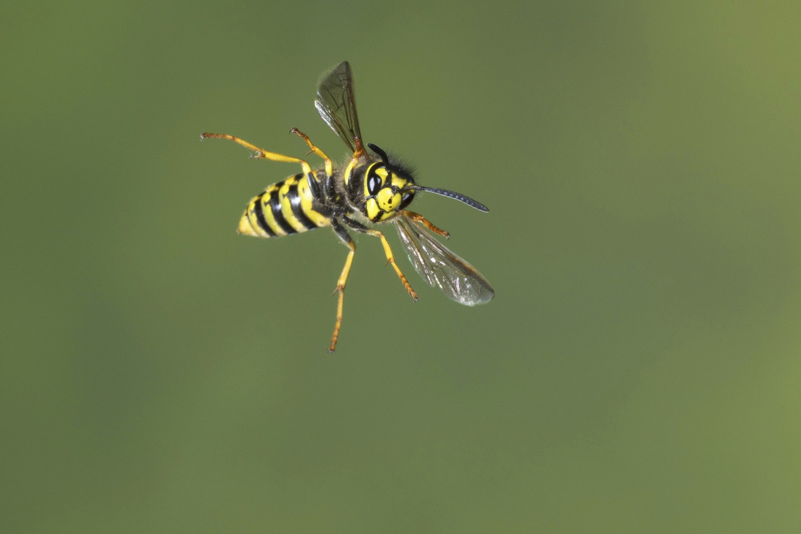 Wespen zijn de nieuwe zomerhelden - Roots magazine