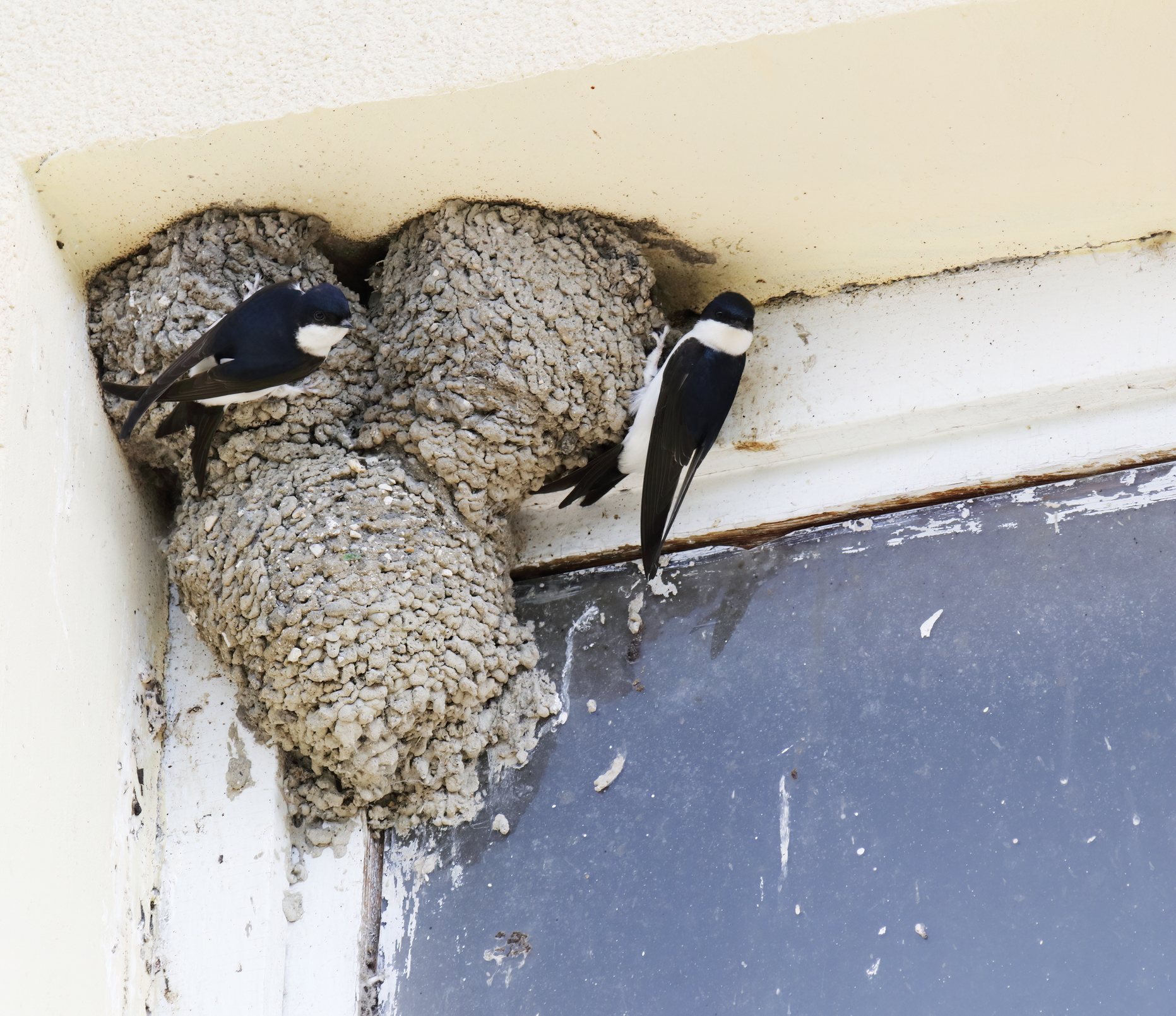 Zwaluwen in Nederland: de soorten zwaluwen op een rijtje