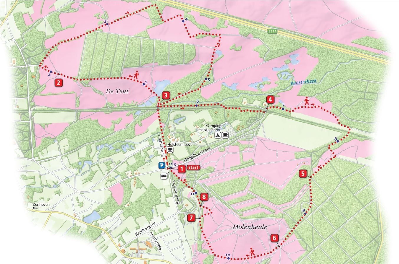 Wandelen over de bloeiende heide in natuurgebied De Teut