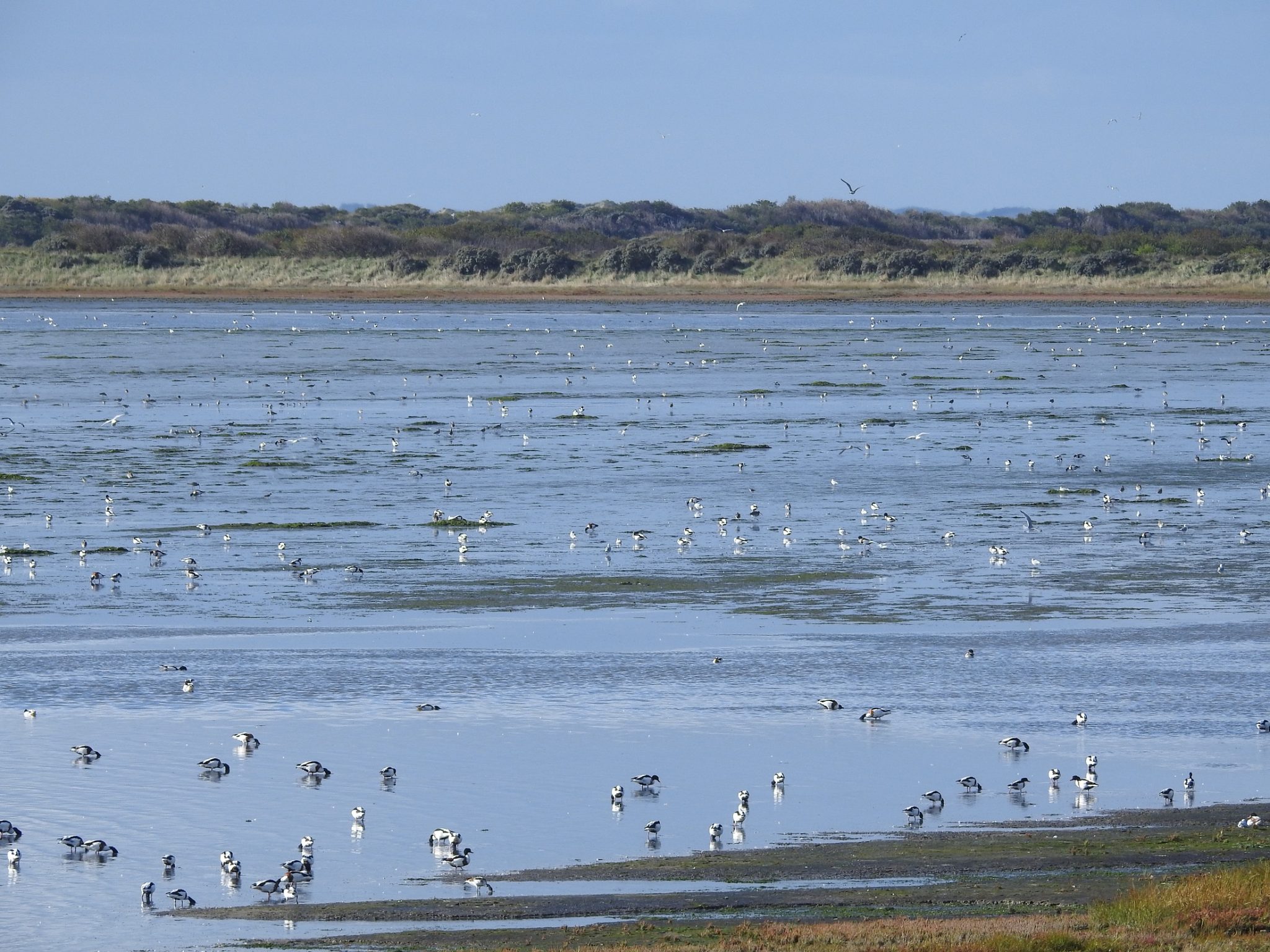 Trekvogels kijken op Vlieland met Roots-lezers - rootsmagazine.nl