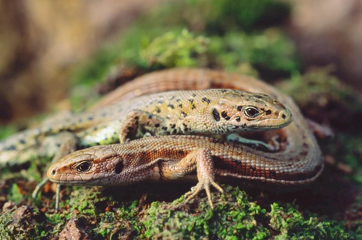 De levendbarende hagedis: omgekeerde evolutie