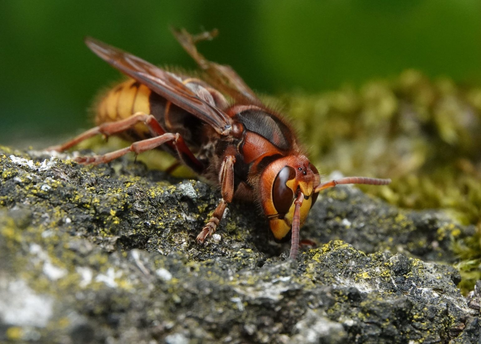Kans op een heuse stadsreus in je tuin