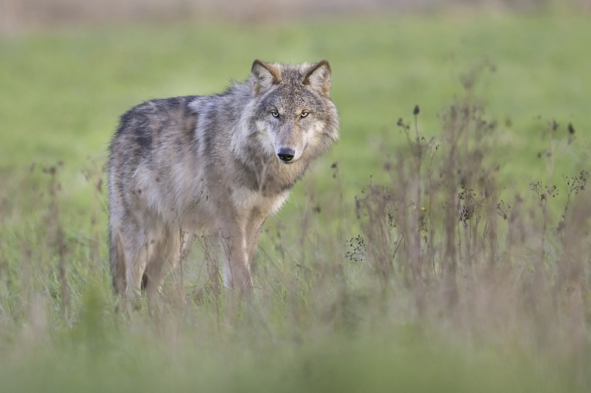 Wolf in Nederland: er staat een wolf op het pad (wat te doen?)