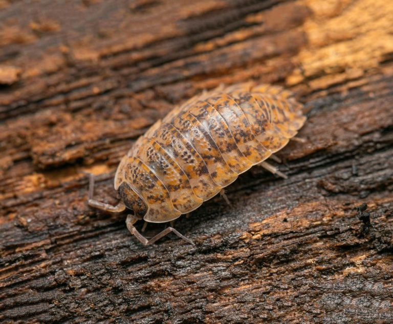 In gesprek met pissebeddenexpert Matty Berg
