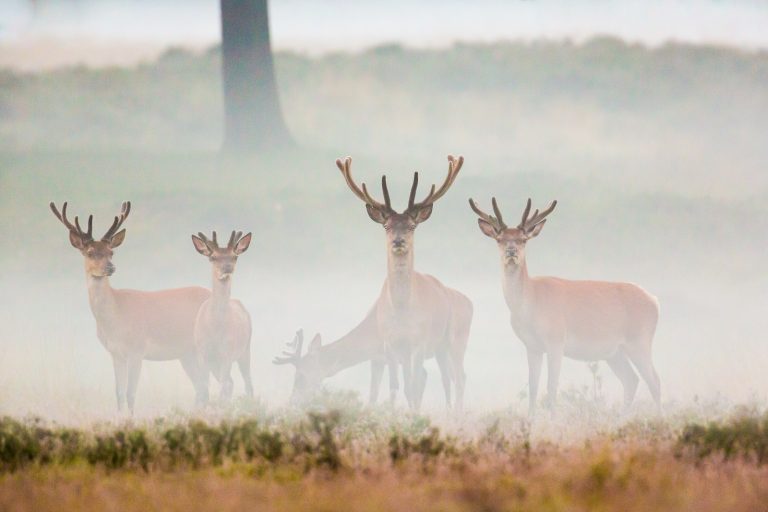 Handige fototips van Roots: mist fotograferen, dat doe je zo